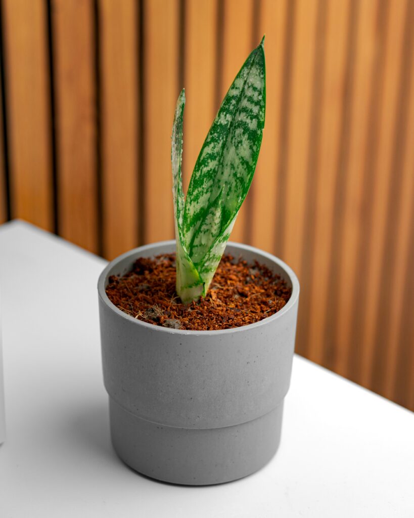 8 Best Plant Accessories to Help Your Indoor Plant Thrive